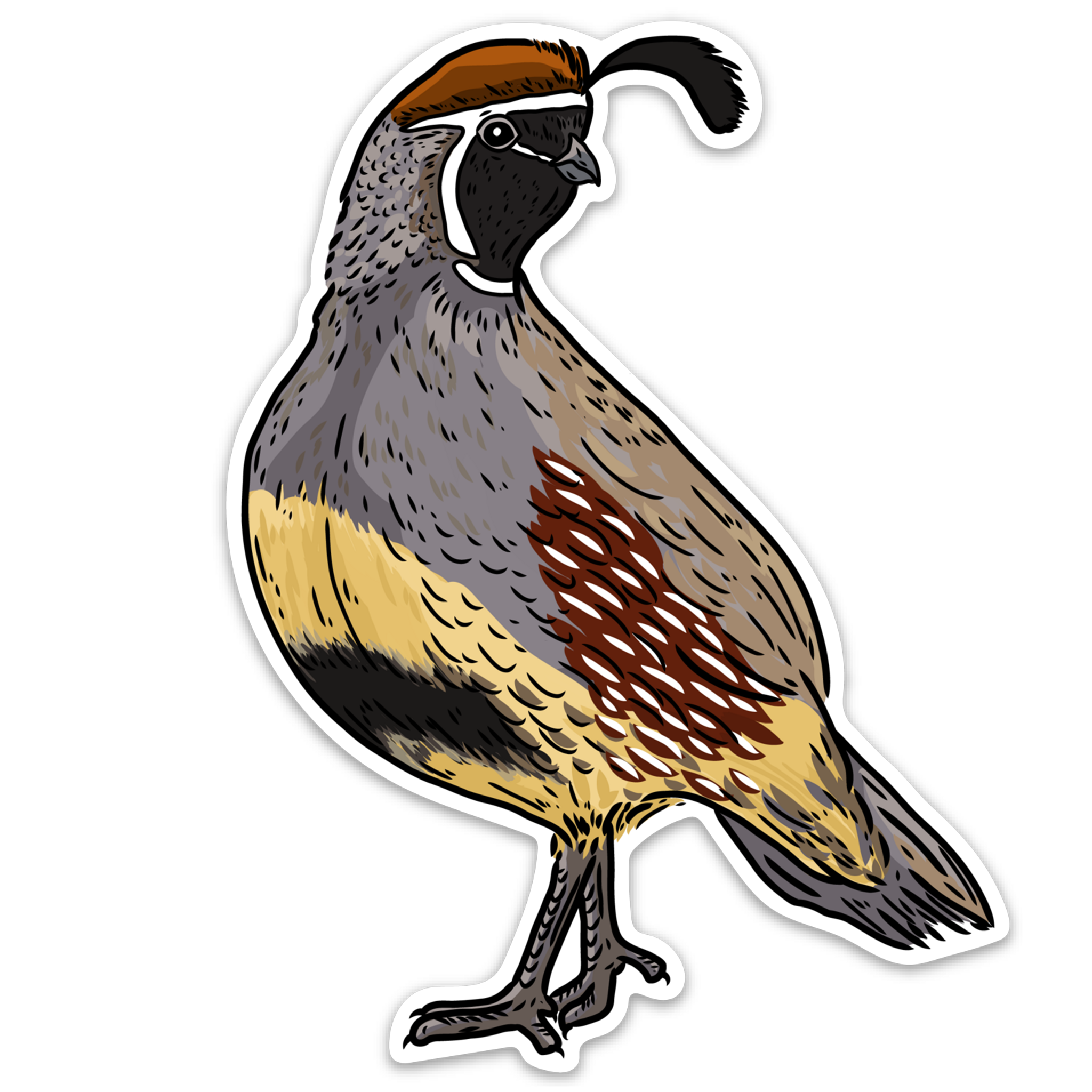 Gambel's Quail Decal Sticker | Bird Dog of the Day