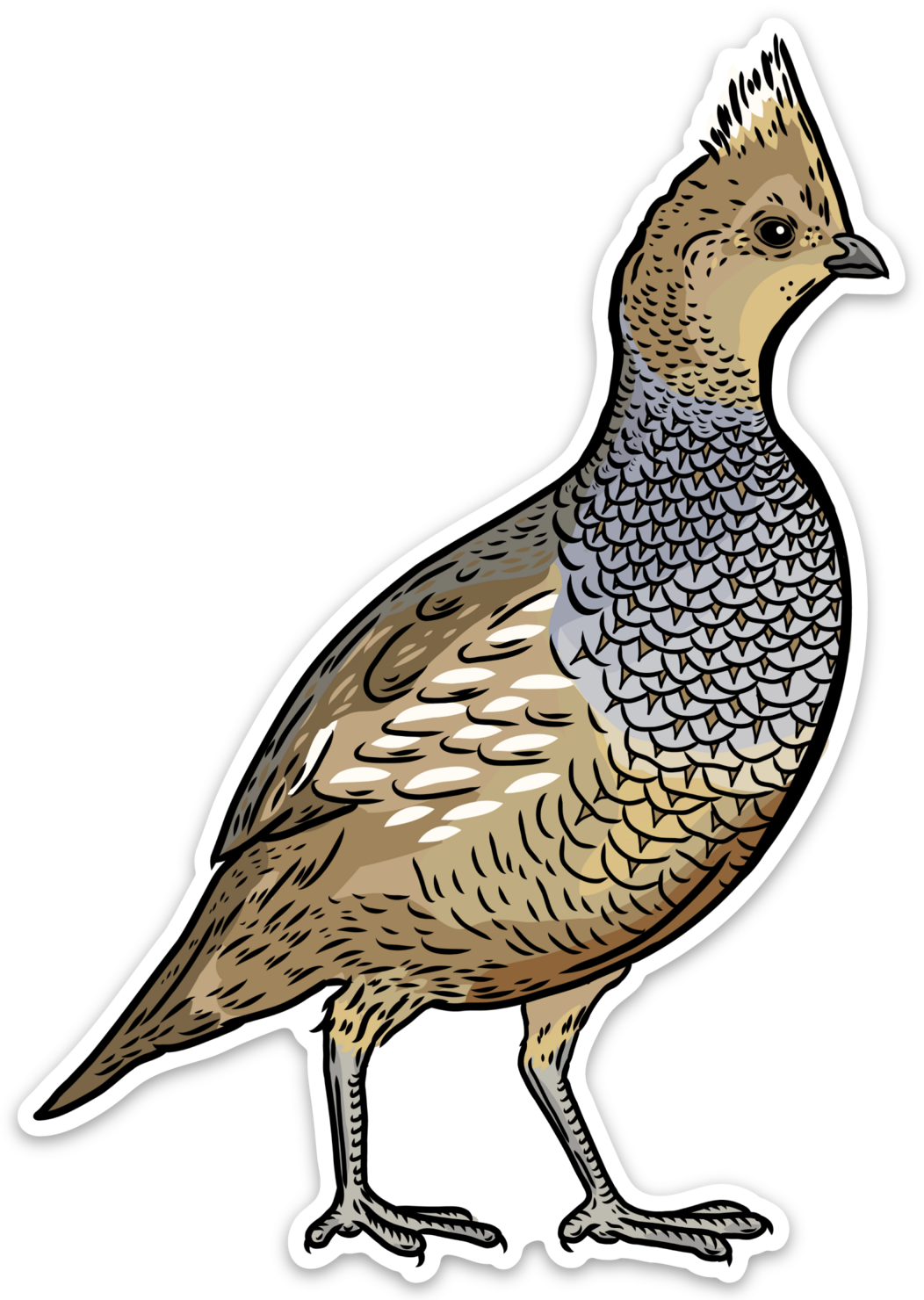 Scaled Quail Decal Sticker | Bird Dog of the Day