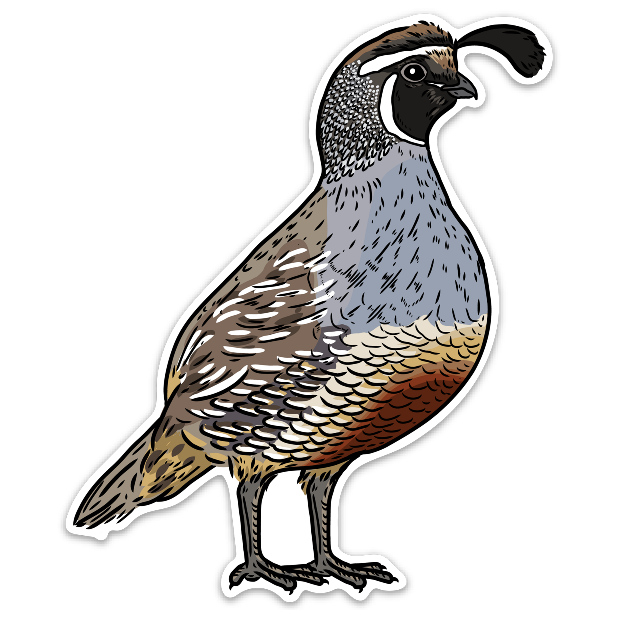 Valley Quail Decal Sticker | Bird Dog of the Day
