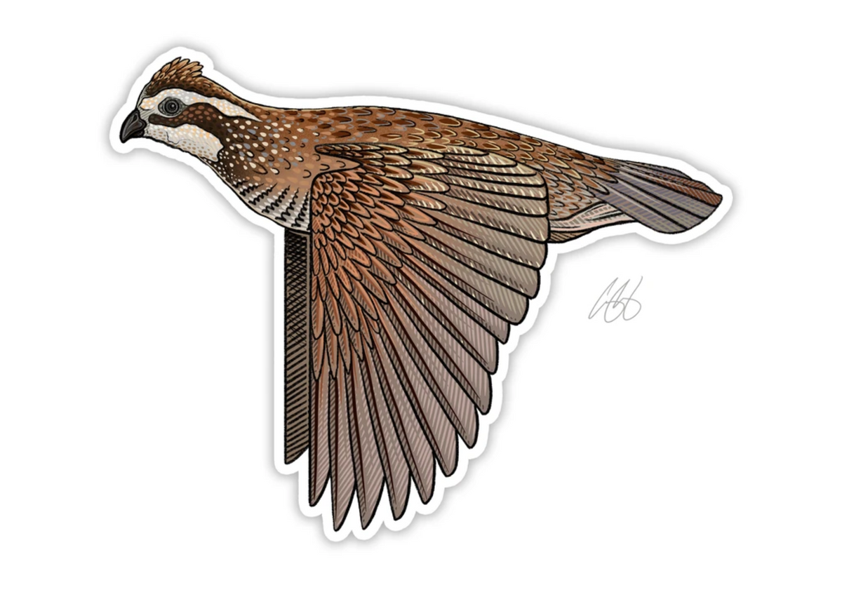 Bobwhite Quail Decal Sticker | Bird Dog of the Day