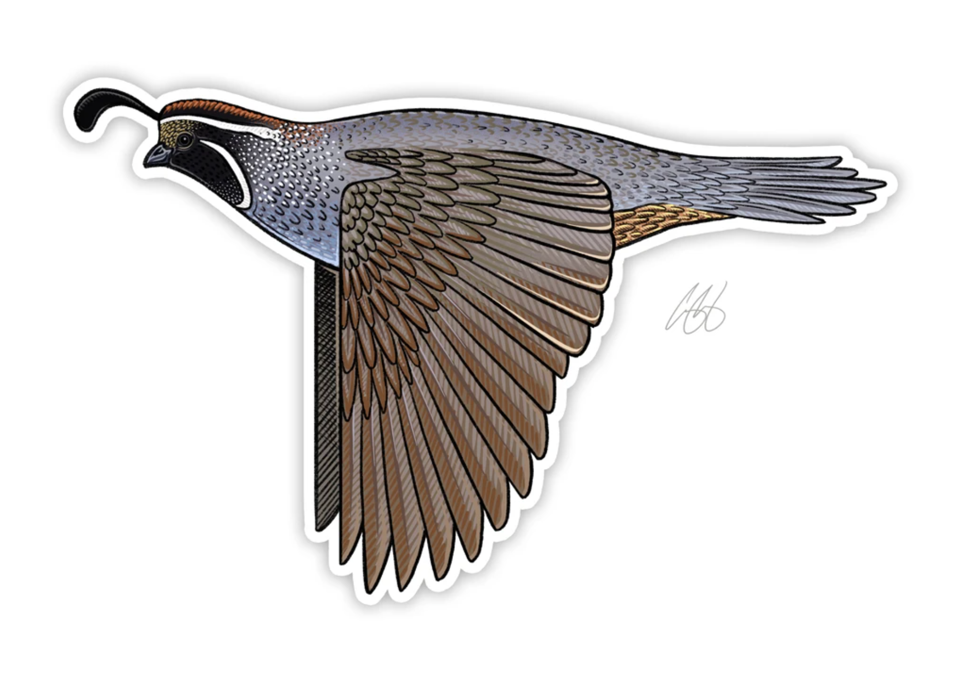 California Quail Decal Sticker | Bird Dog of the Day