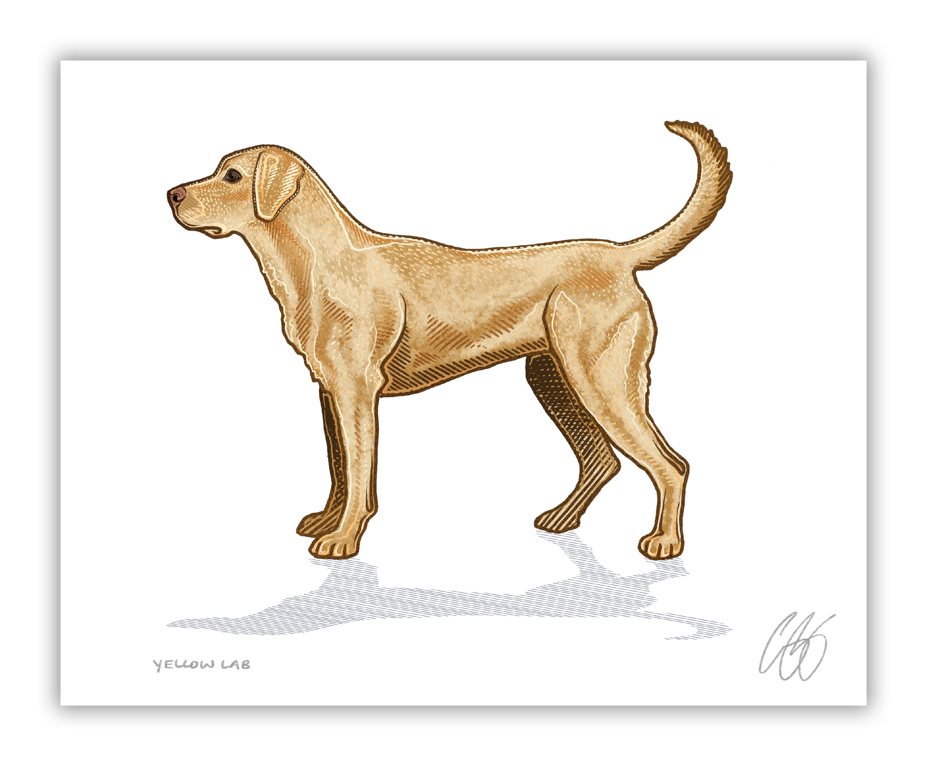 Yellow Lab Print | Bird Dog of the Day